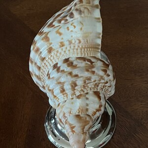 Very Large 12 Inch Triton's Trumpet Shell Beautiful Markings Mounted on ...