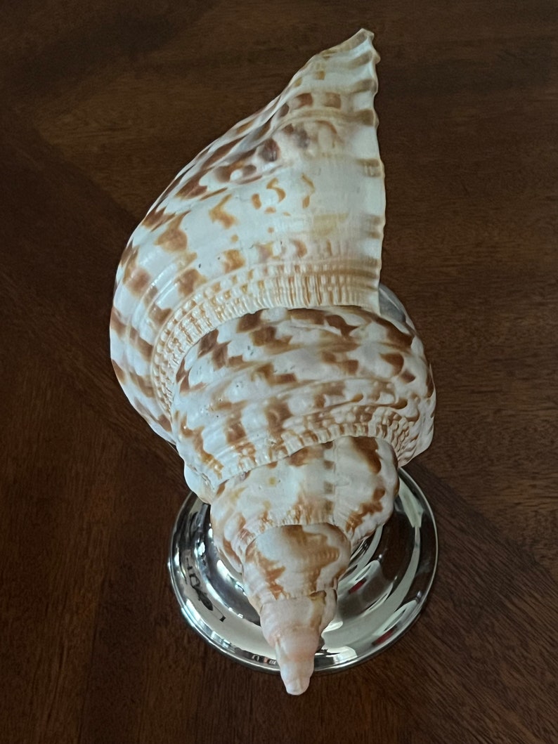 Very Large 12 Inch Triton's Trumpet Shell Beautiful Markings Mounted on ...