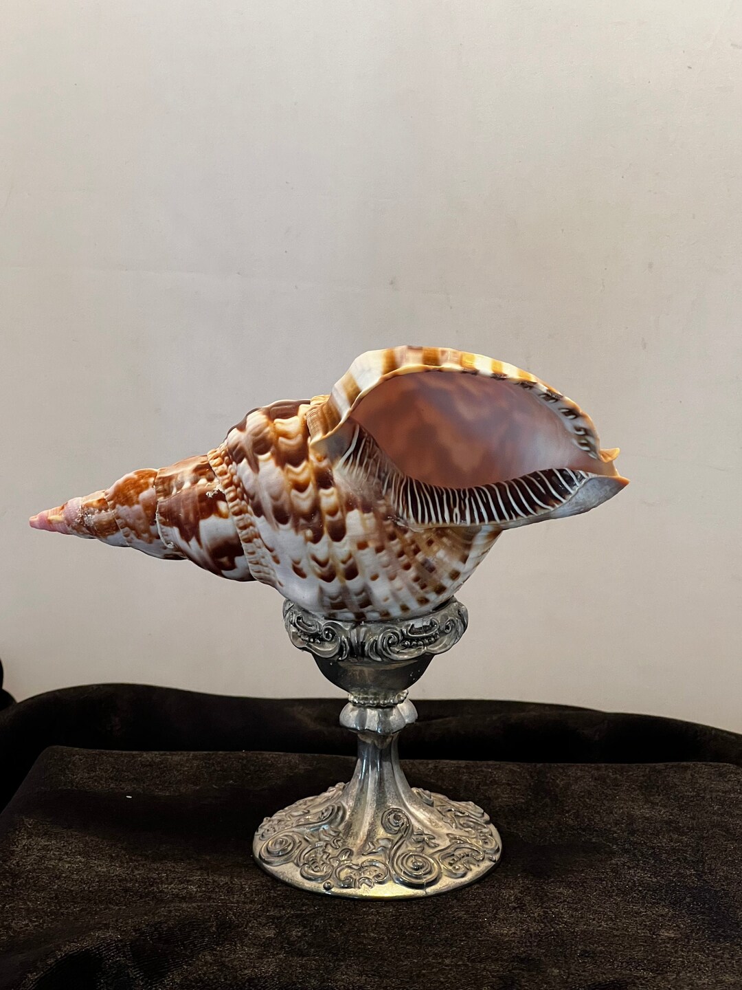 Sealife Objects for Display Beautiful White and Brown Triton Trumpet ...