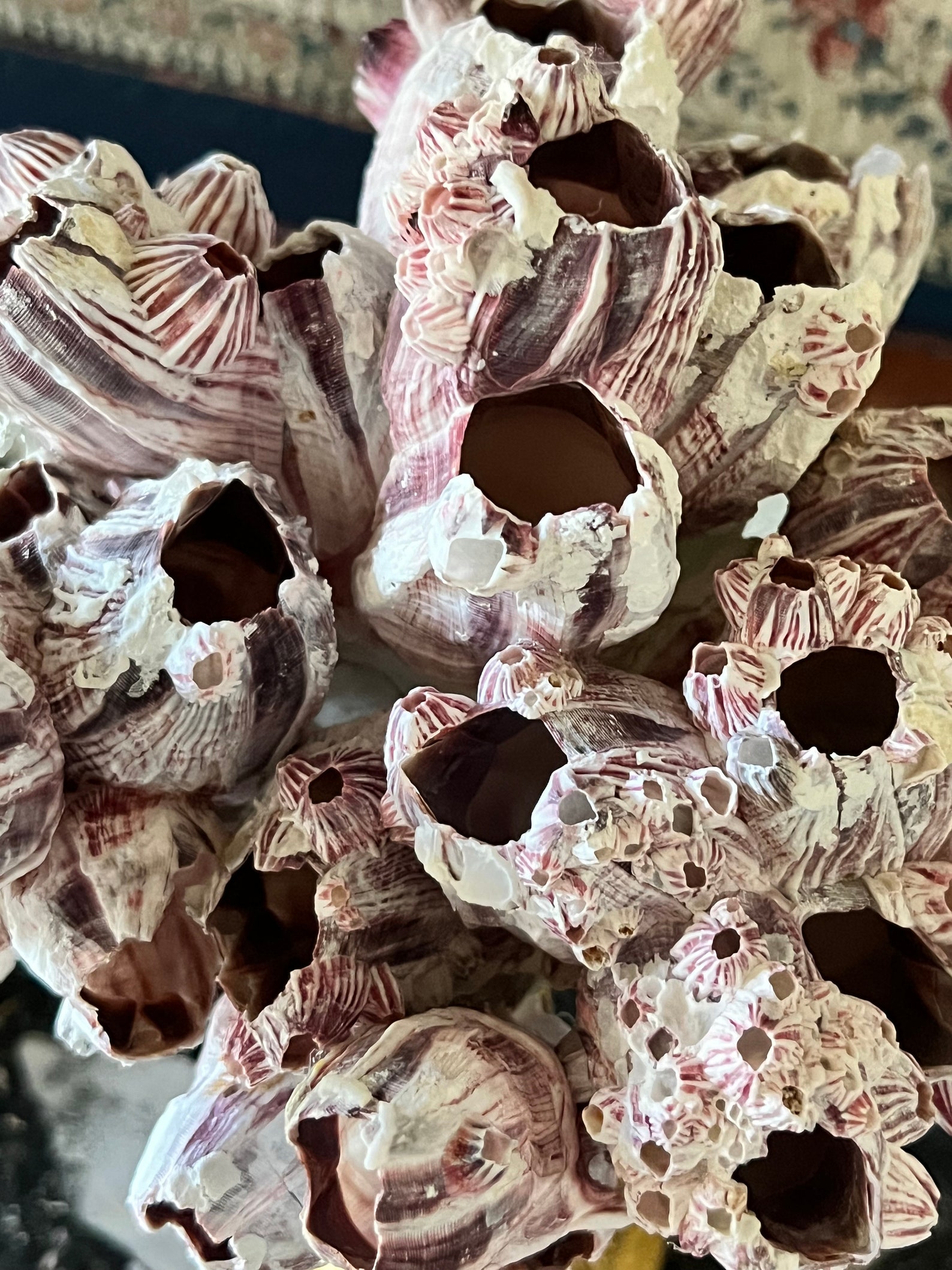 Large Cluster of Pink and Purple Sea Barnacles Mounted on a Gold ...