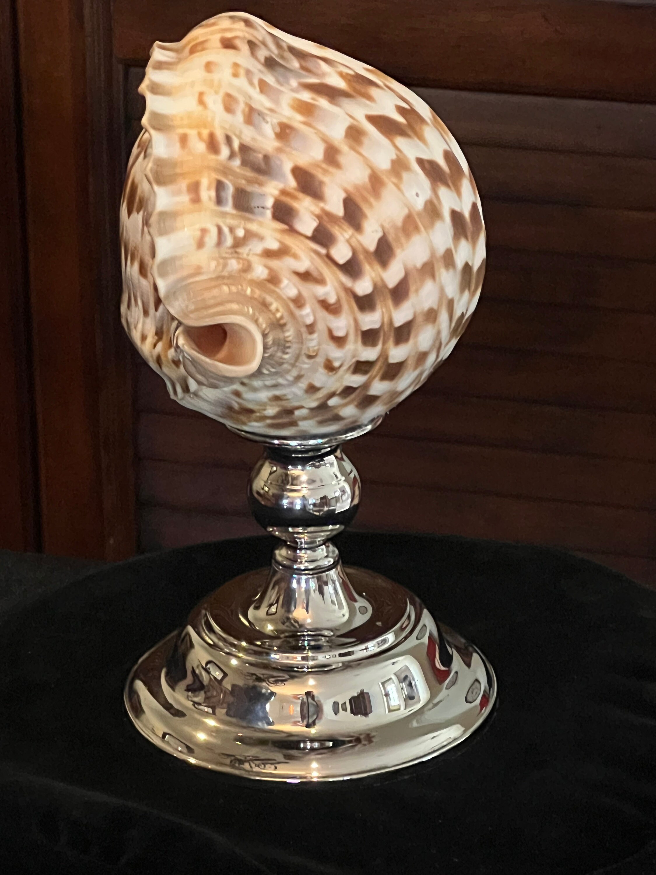 Very Large 12 Inch Triton's Trumpet Shell Beautiful Markings Mounted on ...