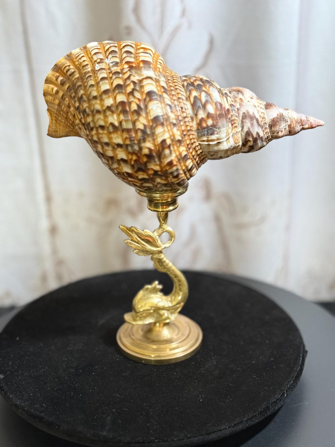 Fabulous Large Triton Trumpet Shell Mounted on a Brass Pedestal Koi ...