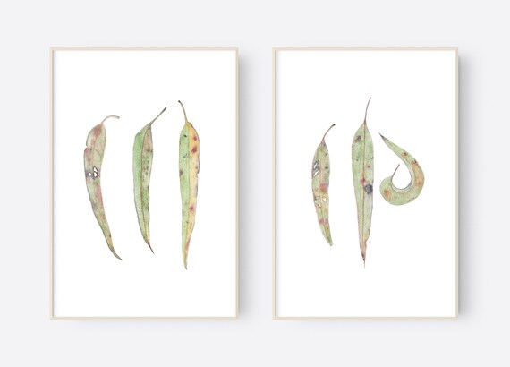 Prints Art & Collectibles 3 Pack Prints Gumnuts Australian Plants and ...