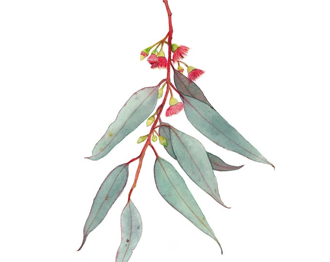 Australian Native Plant & Animal Watercolours & by WinterOwls