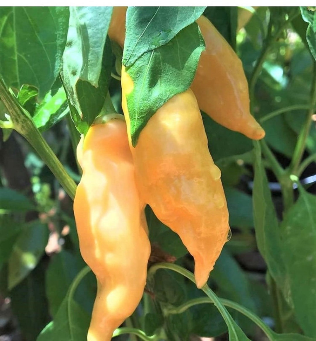 Sugar Rush Peach Pepper **HOT** - Etsy