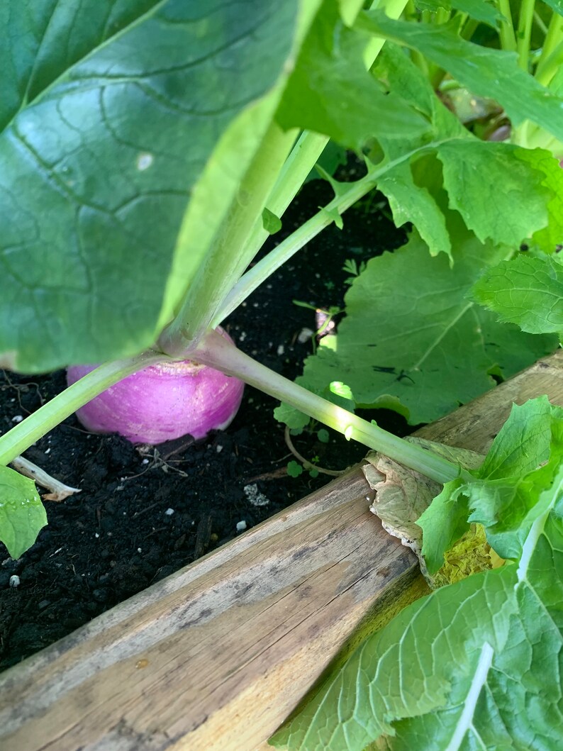 Purple Top Turnip - Etsy