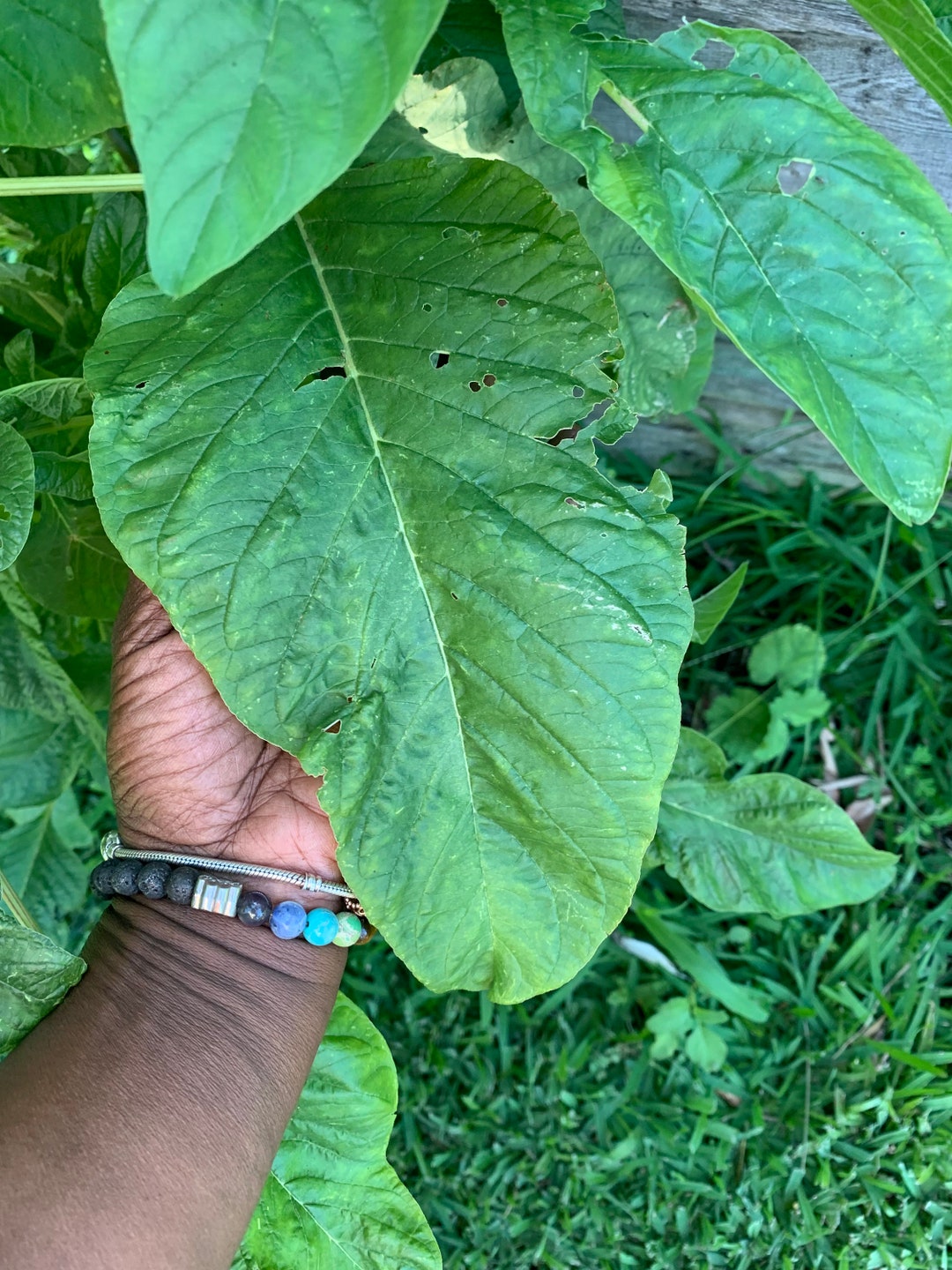 Jamaican Callaloo - Etsy