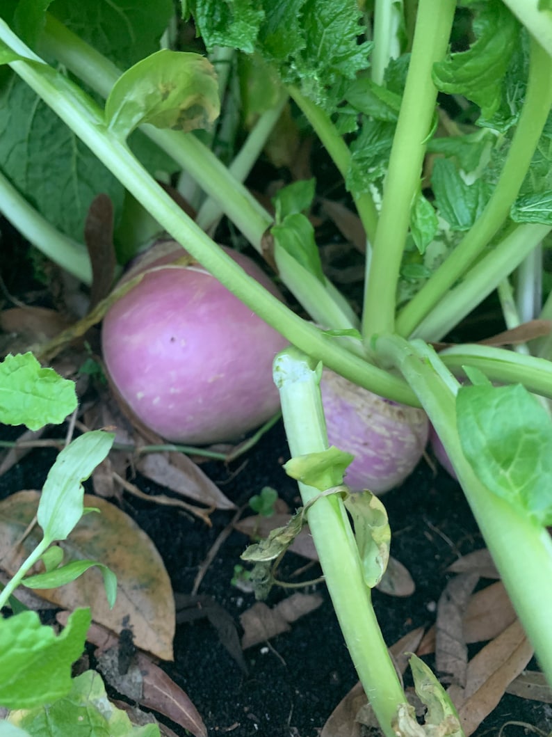 Purple Top Turnip - Etsy