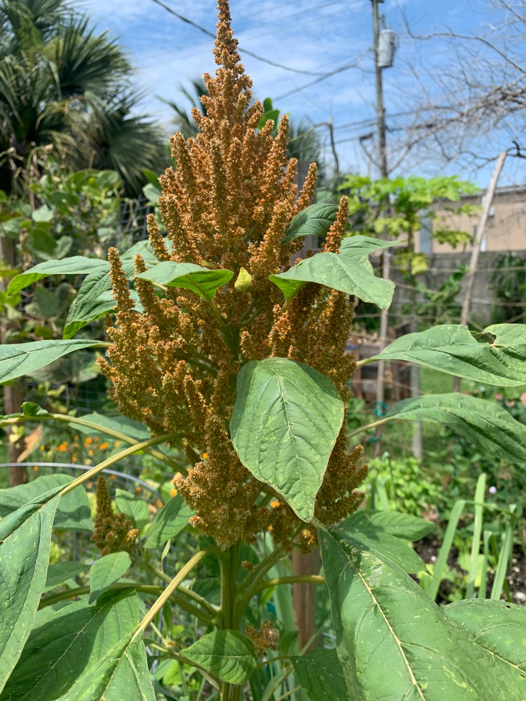 Golden Giant Amaranth - Etsy