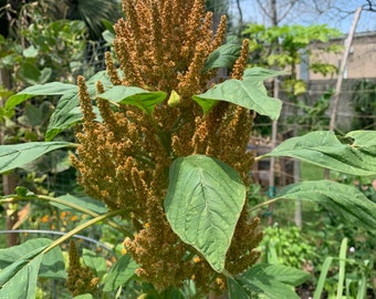 Golden Giant Amaranth Seeds - Etsy