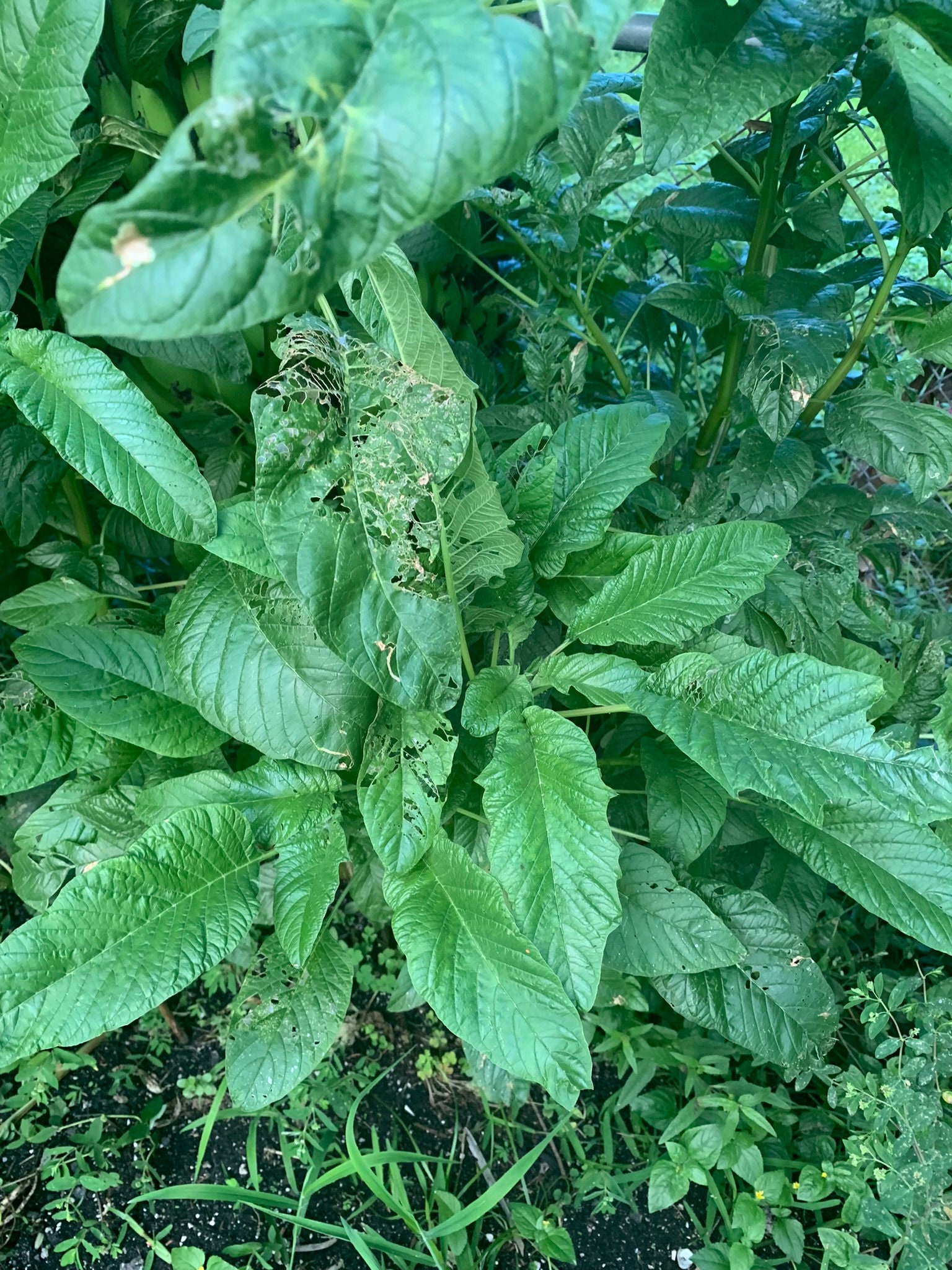 Jamaican Callaloo - Etsy