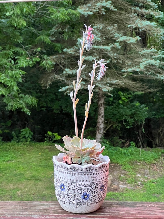 Echeveria Shaviana Young Mexican Hen Succulent 3 Pot | Etsy