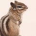 Chipmunk - Print of Original Art 5" X 7" Watercolor and Ink Giclee ...