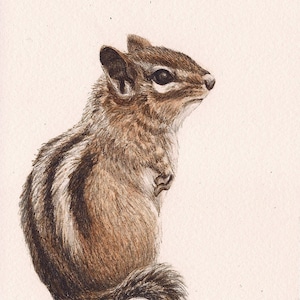Chipmunk - Print of Original Art 5" X 7" Watercolor and Ink Giclee ...