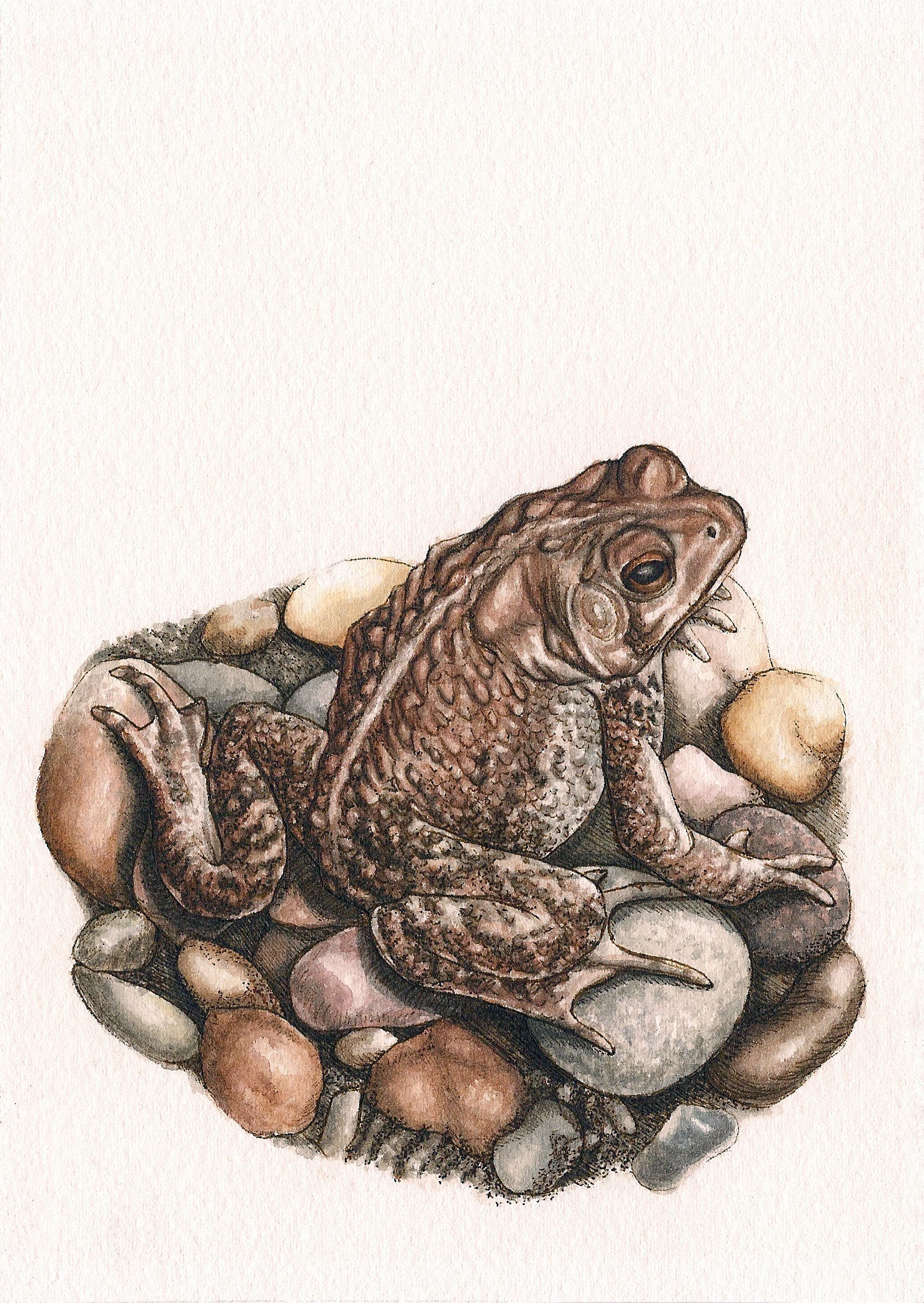 Toad - Print of Original Art 5" X 7" Watercolor and Ink Giclee Archival ...