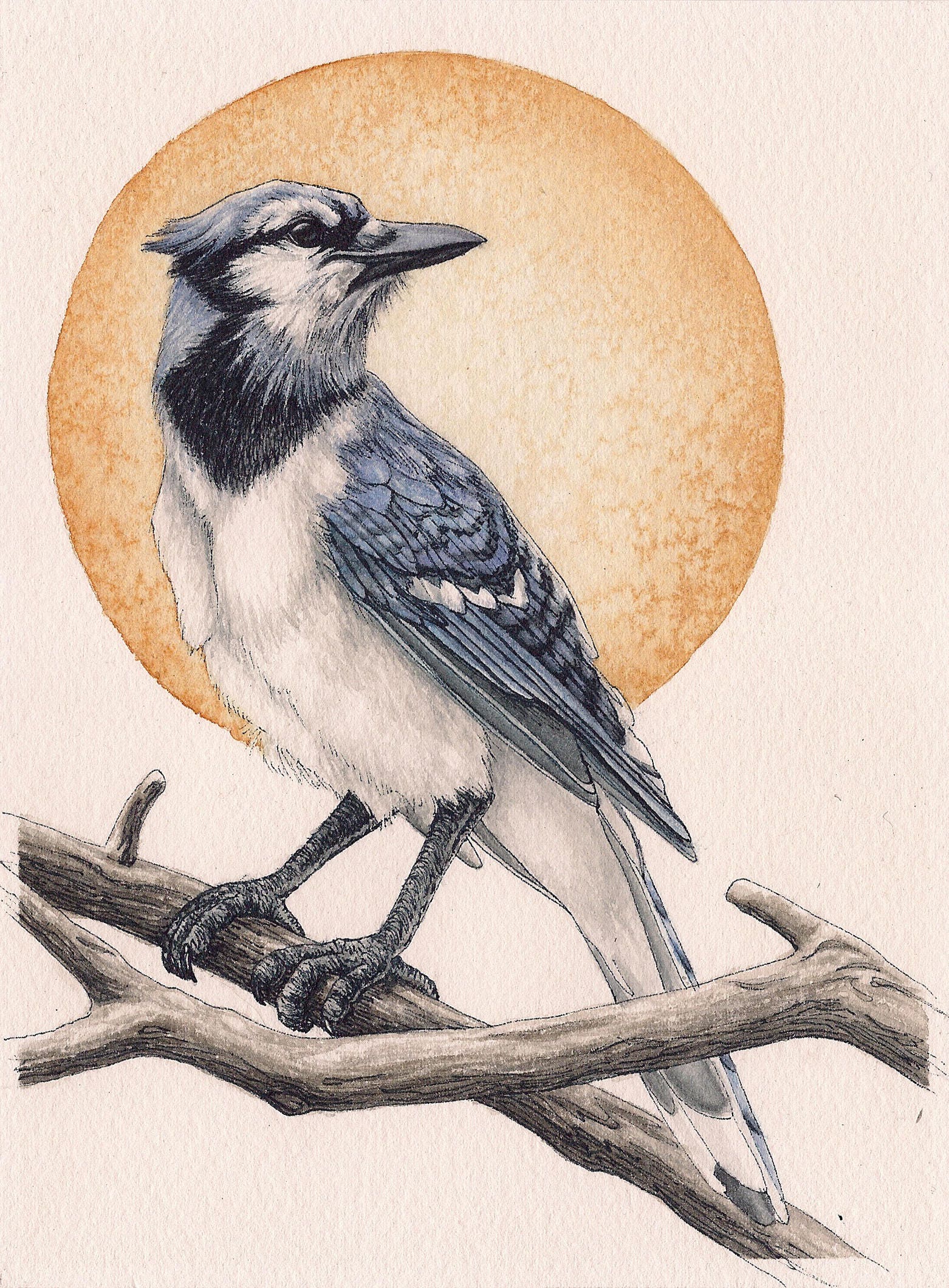 Blue Jay Bird - Print of Original Art 5" X 7" Watercolor and Ink Giclee ...