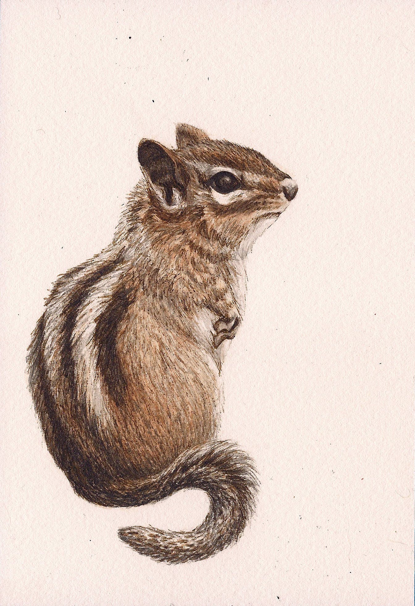 Chipmunk - Print of Original Art 5" X 7" Watercolor and Ink Giclee ...