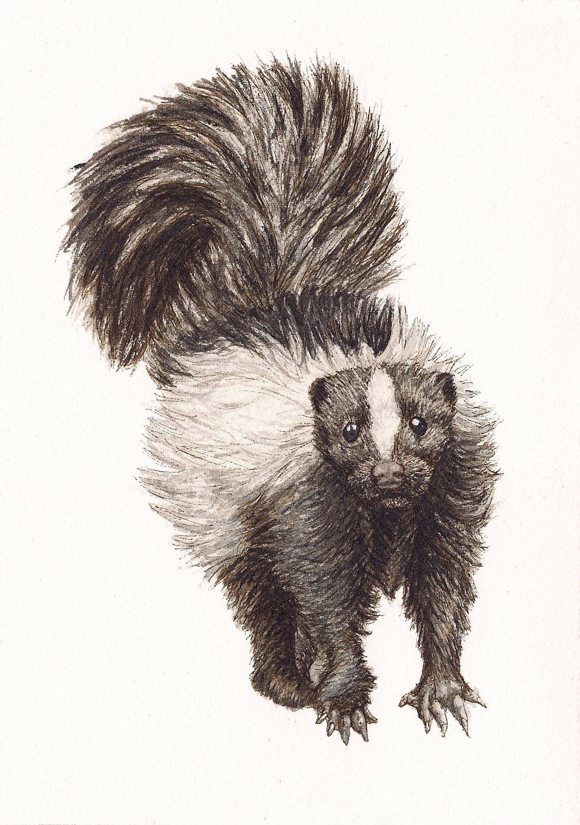 Skunk - Print of Original Art 5" X 7" Watercolor and Ink Giclee ...