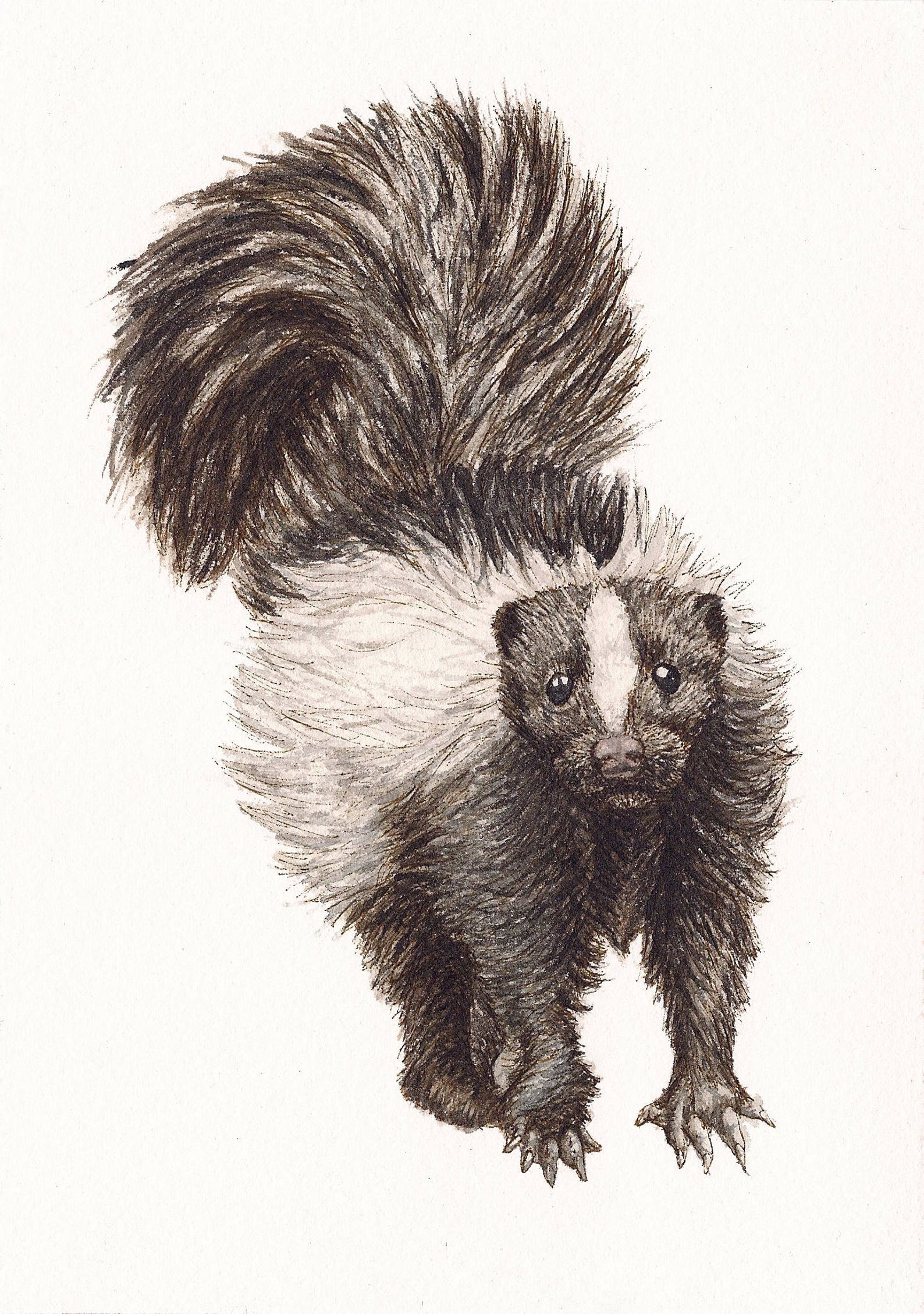 Skunk - Print of Original Art 5" X 7" Watercolor and Ink Giclee ...