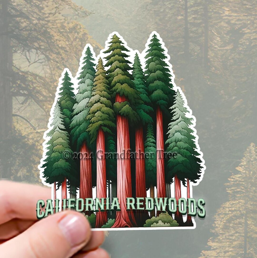 California Redwoods Sticker - Tall Trees Forest Scene - Vibrant ...