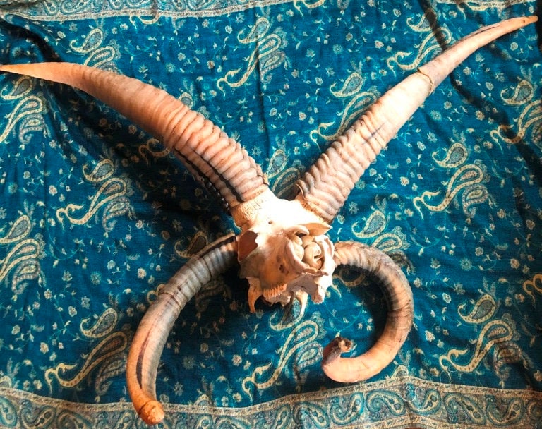 4 Horned Goat Skull