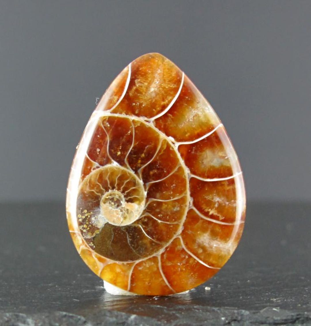 Beautiful Ammonite Cabochon , Fossil Ammonite, Madagascar, Jewelry ...
