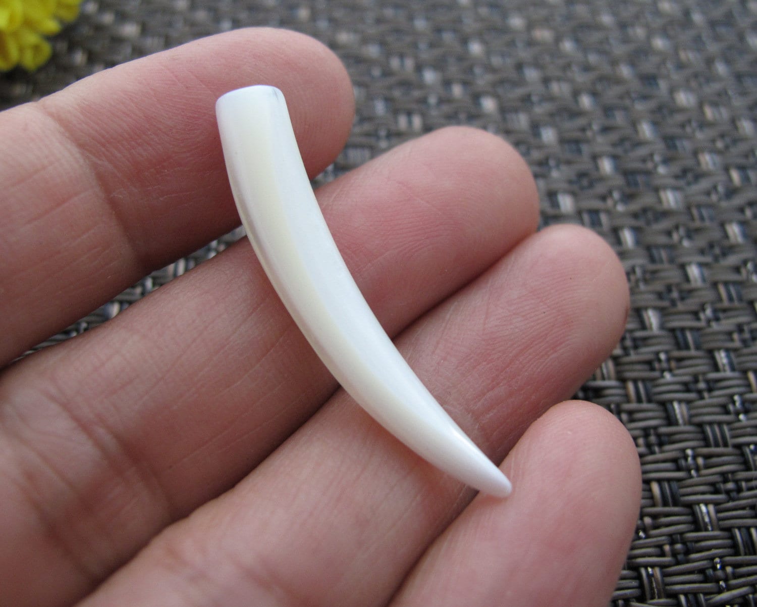 Small Fresh Water Mother of Pearl Tusk Boho NOT Drilled - Etsy