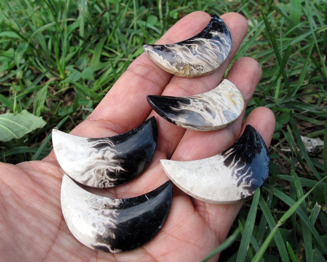 One Piece Palm Root Fossil Crescent, Flat-backed, Natural Stone ...