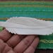 Gorgeous Shell Feather ,large Leaves , Jewelry Making Supplies B6683 - Etsy