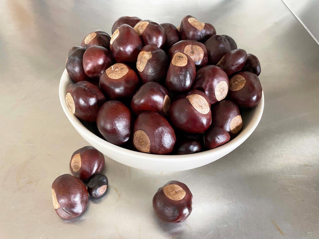 10 Natural Buckeyes - Etsy