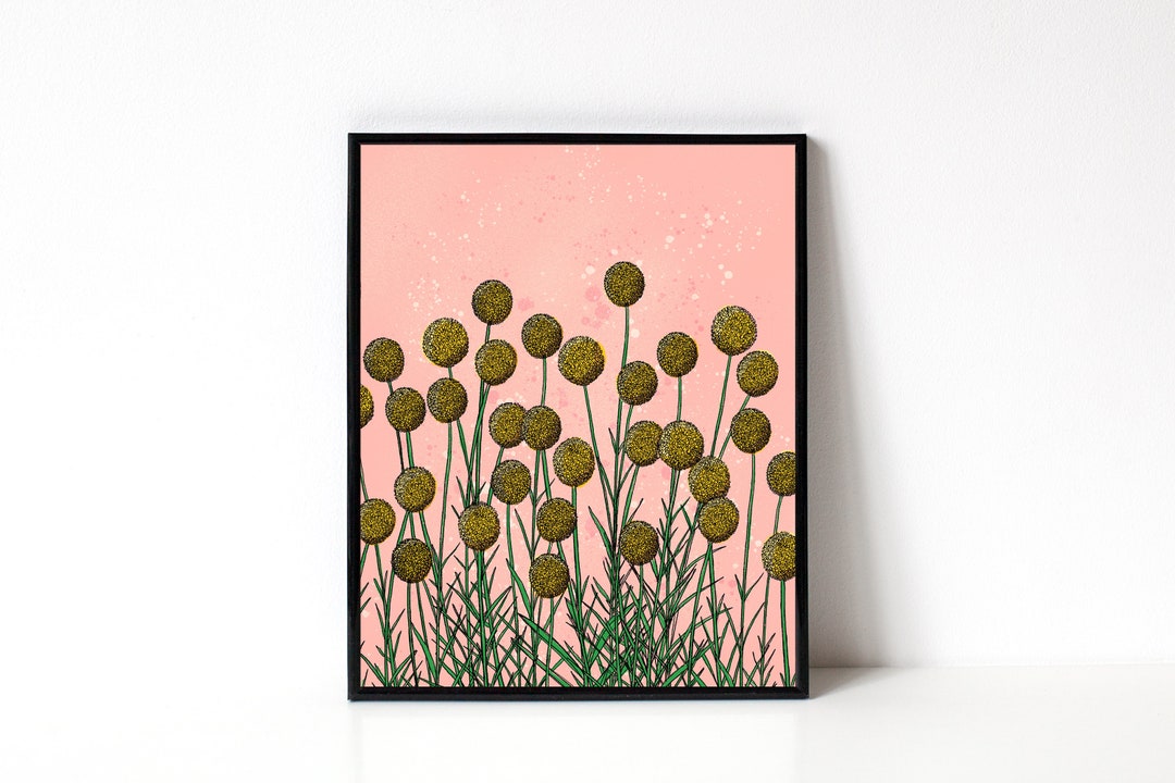 Billy Buttons Plant Illustration - Craspedia Plant - 8x10 Art Print ...