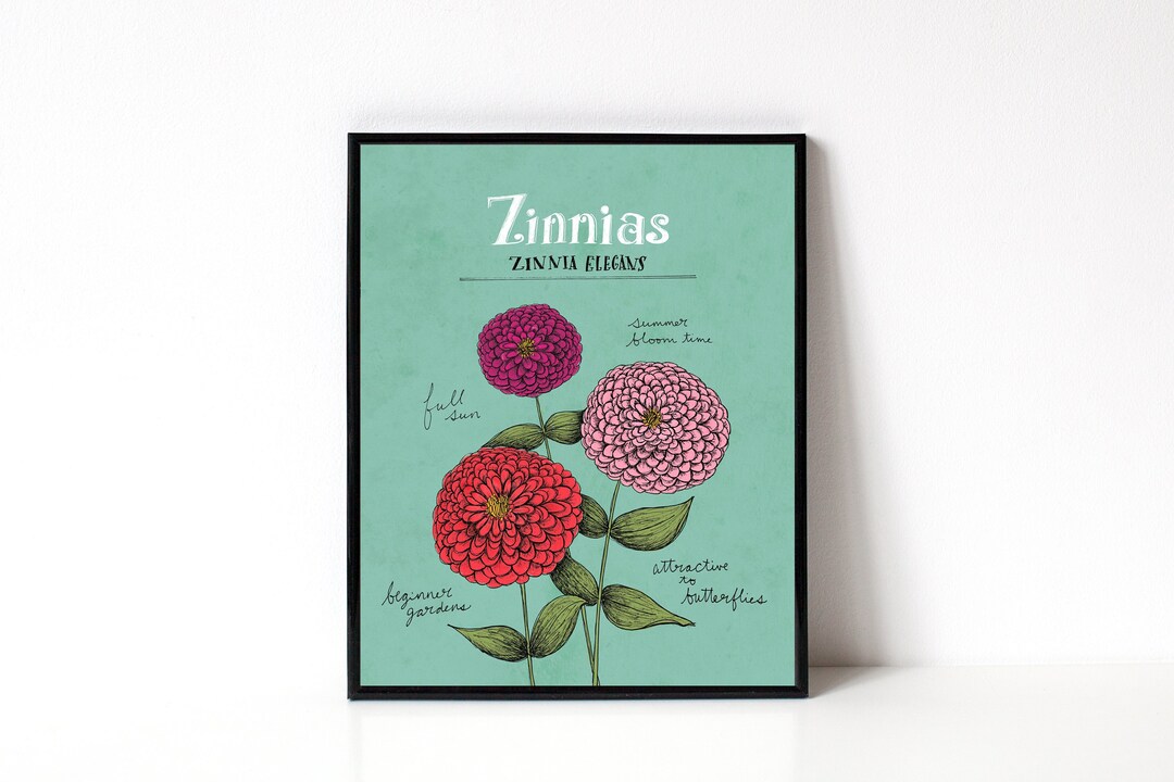 Zinnia Art Print Plant Lady Gift Botanical Wall Art Gardening 8x10 ...