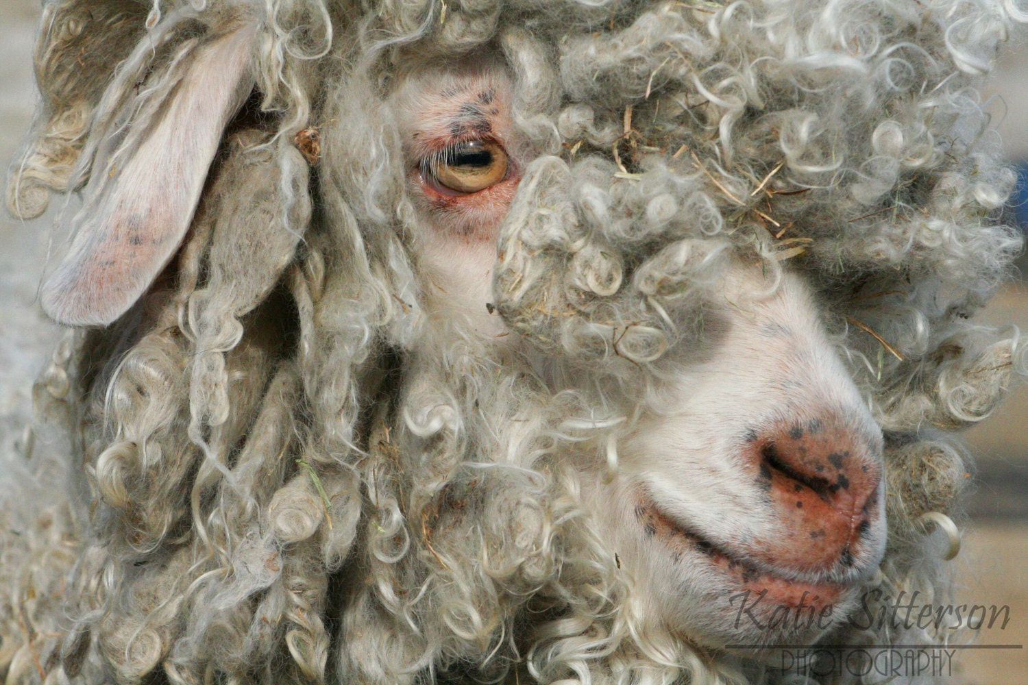 Angora Goat Spring Farm Animal Photo Art 8x10 Photo Framed - Etsy