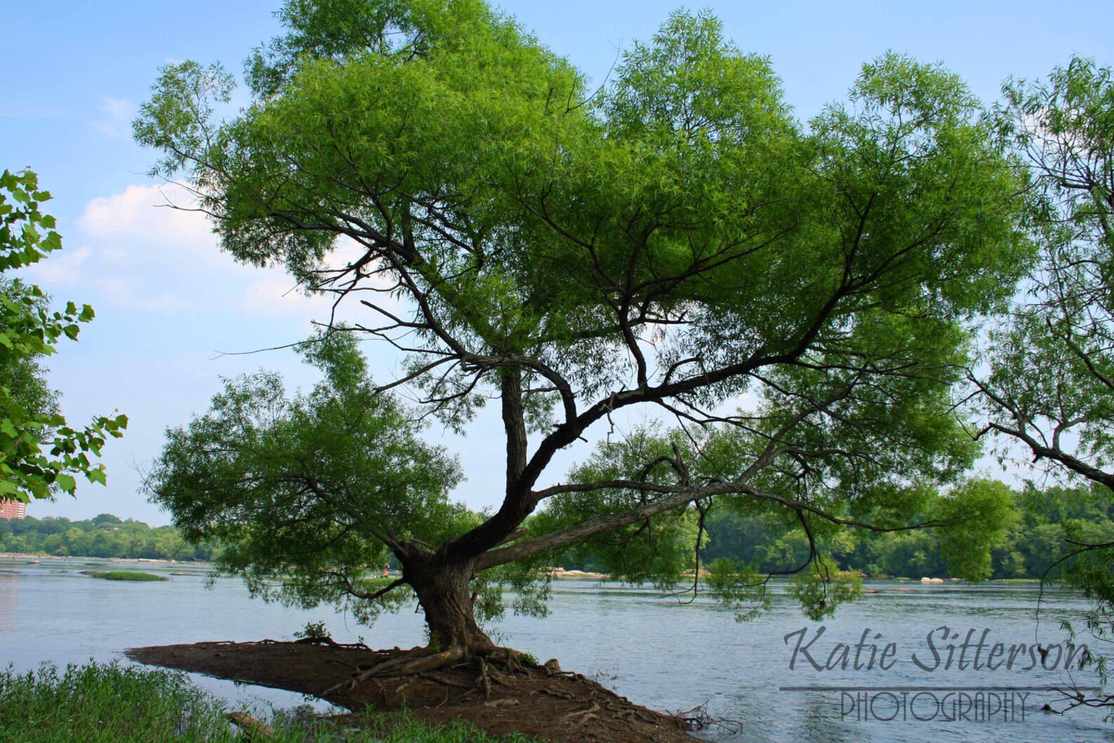 James River Tree, Richmond Virginia Landscape Water Photo Art, Framed ...