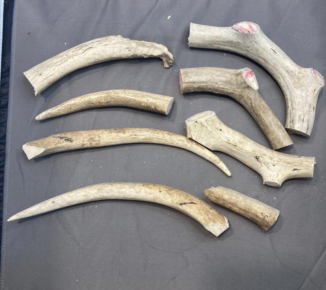 8-real Deer Antler Tips Ends SHEDS Deer Antler Art Crafts for Drawer ...