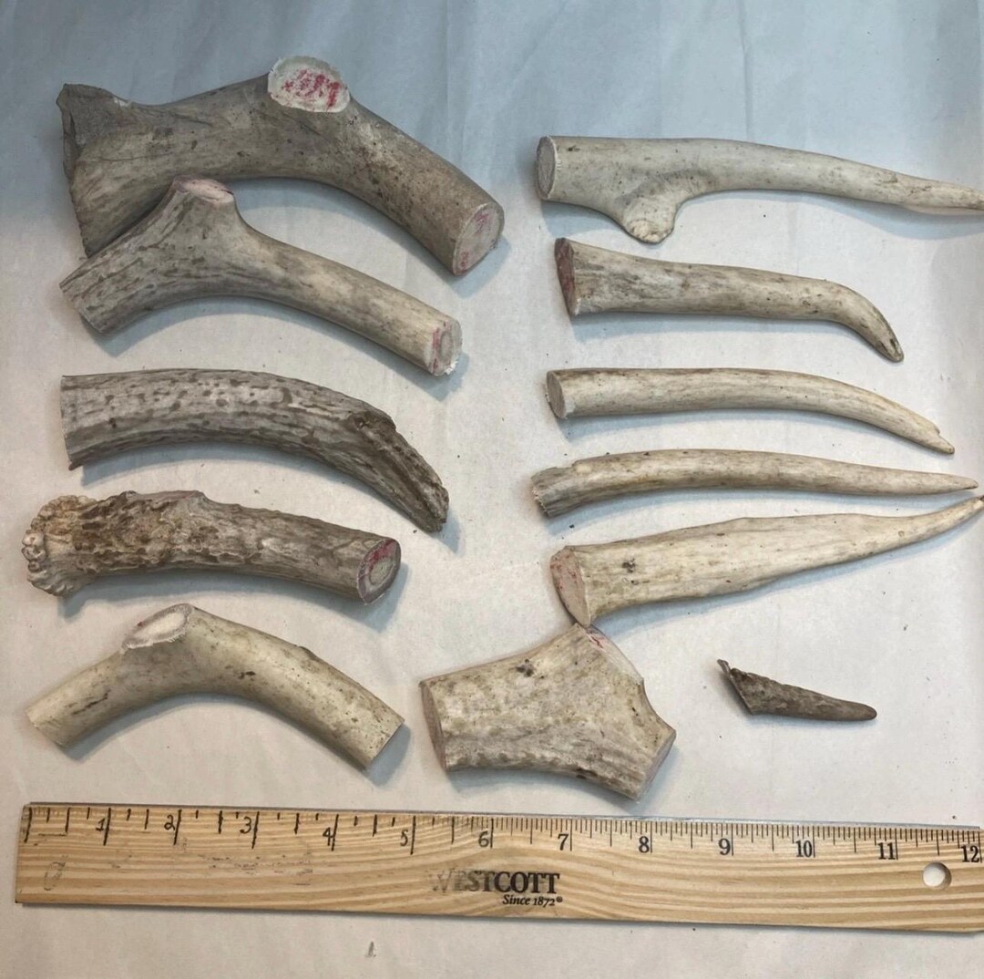 12-SMALL Deer Antler Tips/points for Making Arts, Crafts, Jewelry,pulls ...