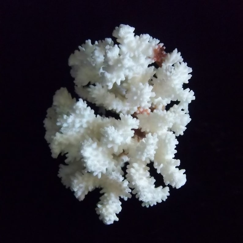 Large Natural Raw Coral Specimen OOAK RARE Nautical - Etsy