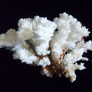 Large Natural Raw Coral Specimen - OOAK - RARE - Nautical - Beach ...