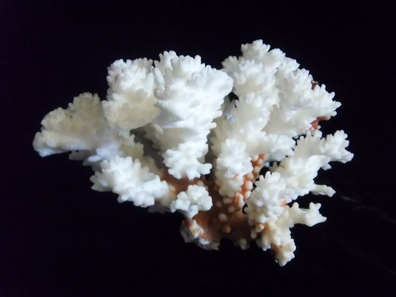Large Natural Raw Coral Specimen OOAK RARE Nautical - Etsy