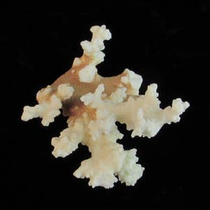 Unique Natural Raw Coral Specimen - OOAK - RARE - Nautical - Beach ...