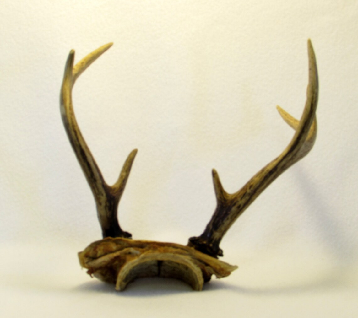 7 Point Buck Whitetale Deer Antler Rack Natural Horn Bone - Etsy