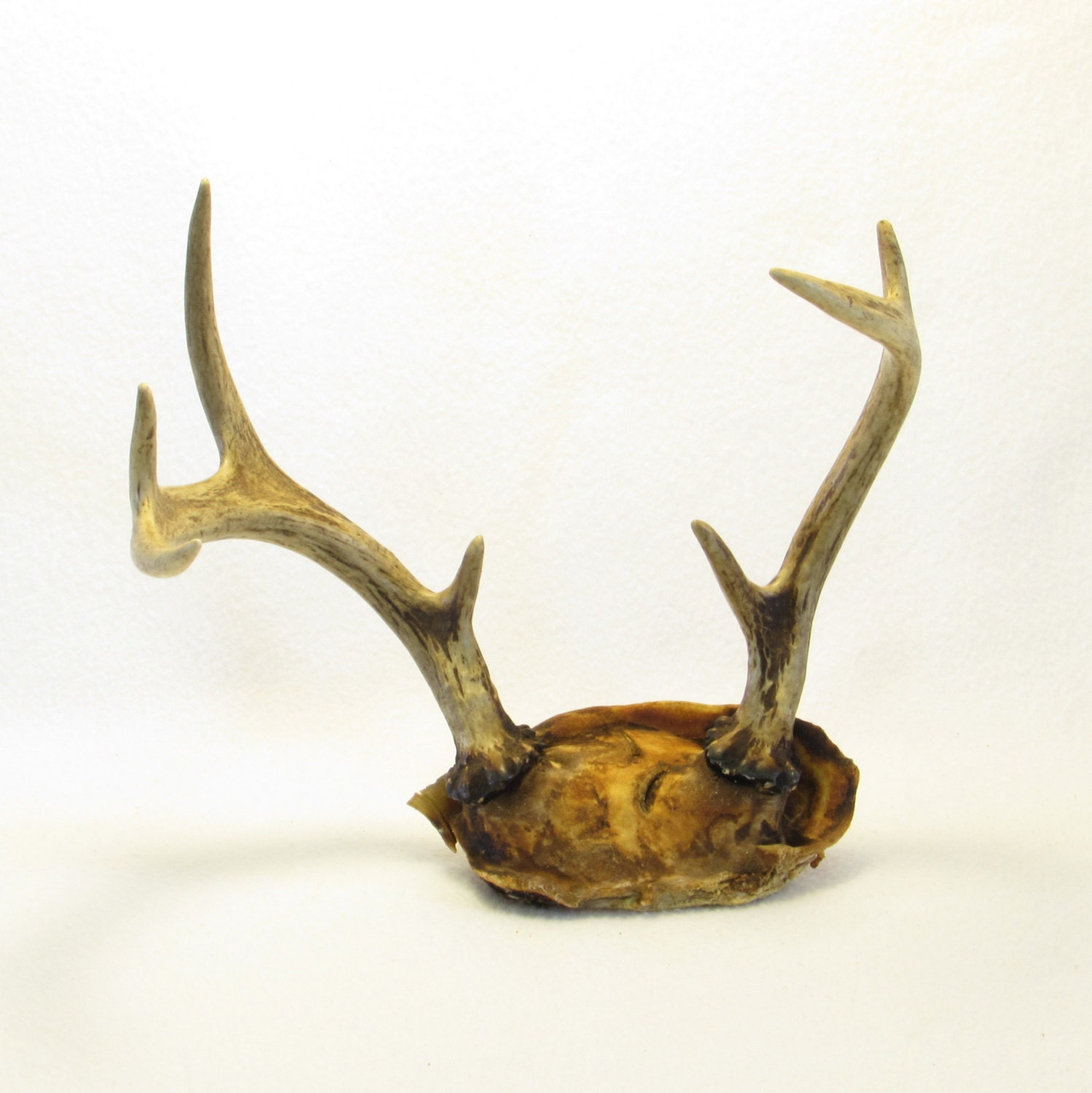 7 Point Buck Whitetale Deer Antler Rack Natural Horn Bone - Etsy