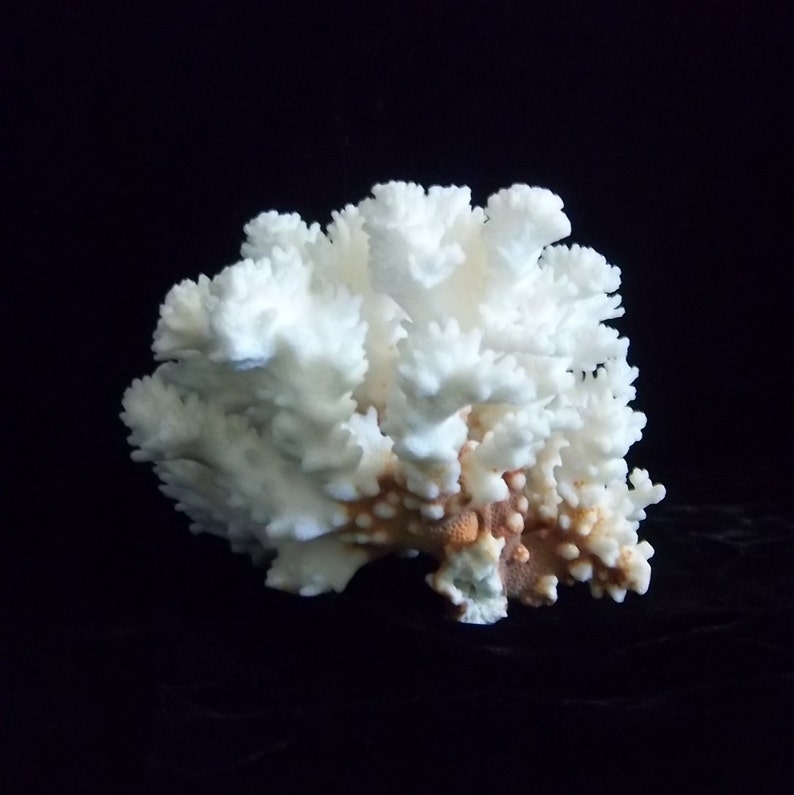 Large Natural Raw Coral Specimen OOAK RARE Nautical - Etsy