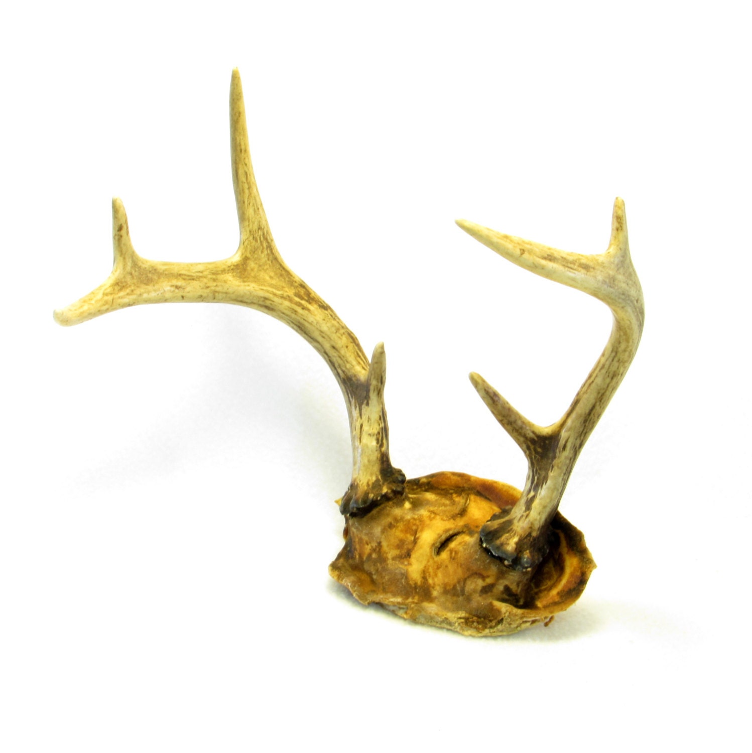 7 Point Buck Whitetale Deer Antler Rack Natural Horn Bone - Etsy