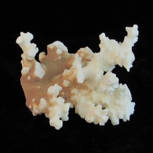 Unique Natural Raw Coral Specimen - OOAK - RARE - Nautical - Beach ...