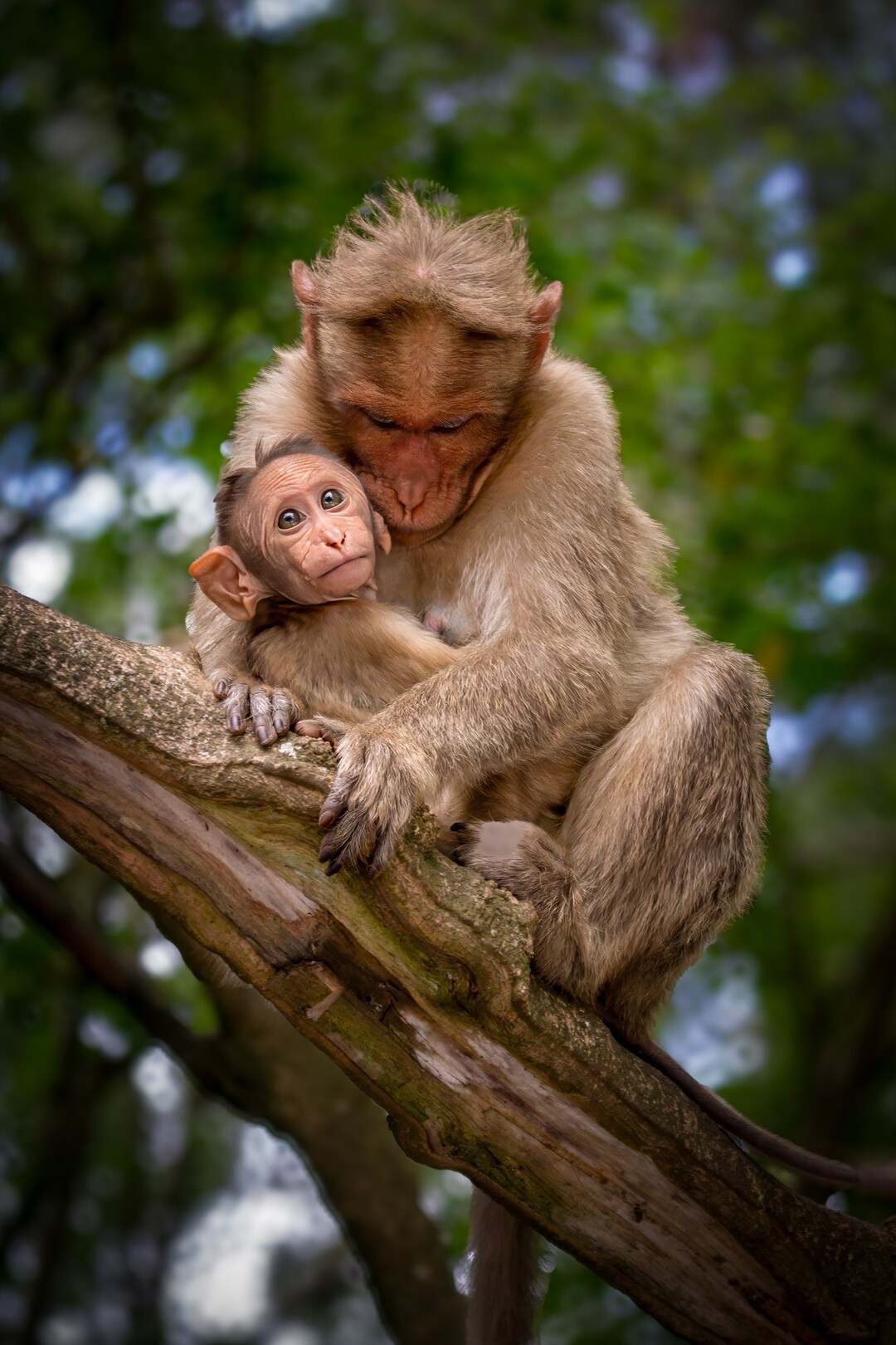 Portrait of a Monkey and Its Baby - Etsy