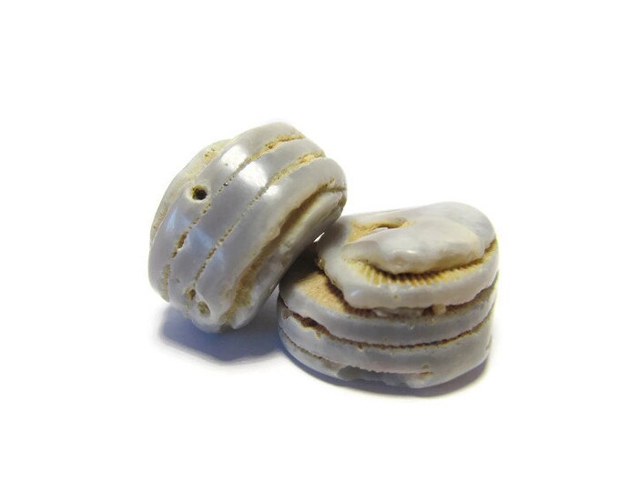 Prehistoric Wheels, Crinoid Fossils, Tumbled Stone, Tennessee ...