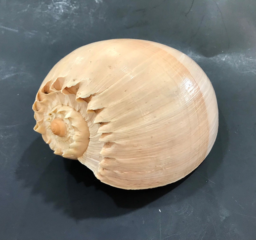Large Sea Shell MELON BALER, Shell Beach Decor, Loves Seashells - Etsy