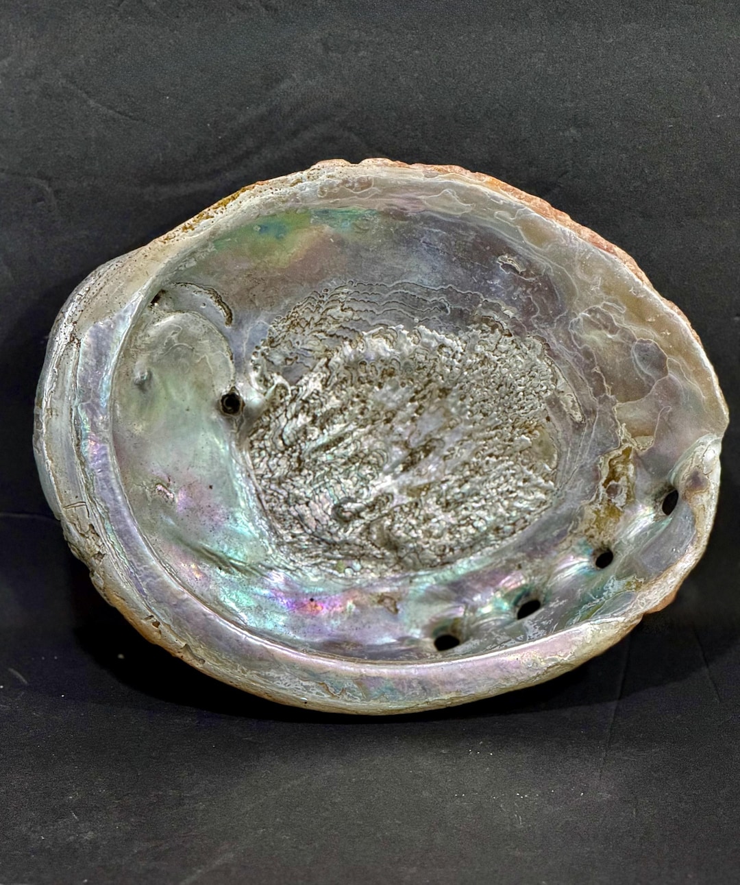 Large Abalone Shell 8x6” Natural Shell Trinket Bowl, Mother of Pearl ...