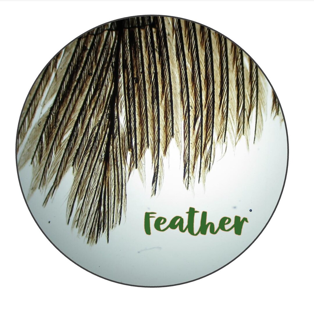 Feather- Waterproof Microscope Photo Sticker - Etsy